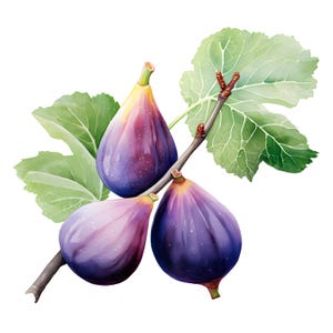 Fig Tree Clipart, Fig Tree Branch Images, 10 Watercolor Clip Art ...