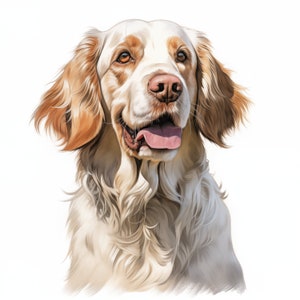 Clumber Spaniel Clipart, Clumber Spaniel Dog Images, 10 Watercolor Clip ...