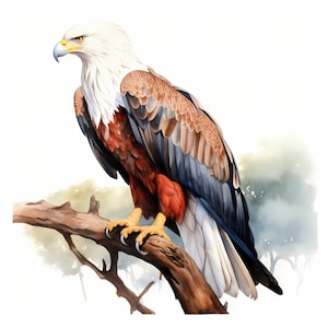 Eagle Clipart, African Fish Eagle Images, 10 Watercolor Clip Art ...