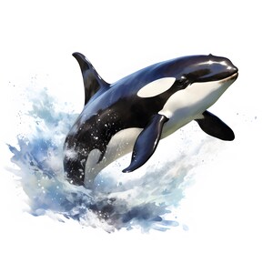 Killer Whale Clipart, Orca Images, 10 Watercolor Clip Art, Printable ...