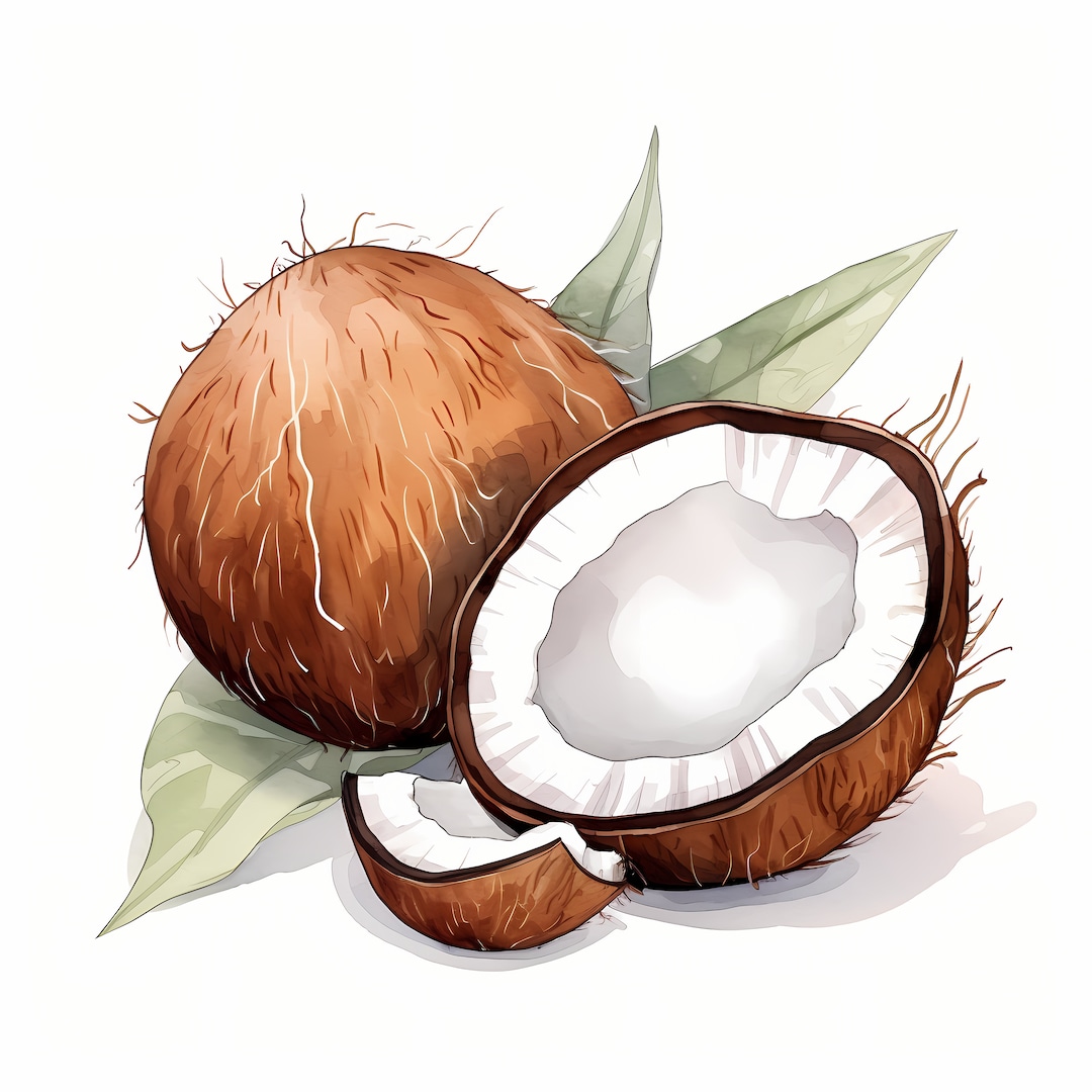 Watercolor Coconut Clipart: Tropical Fruit JPG Images (digital Download ...