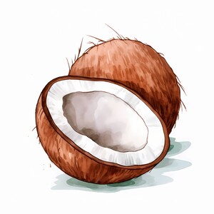 Watercolor Coconut Clipart: Tropical Fruit JPG Images (digital Download ...