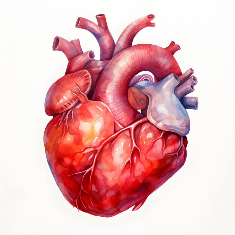 Anatomical Heart Clipart, Human Hearts Images, 10 Watercolor Clip Art ...