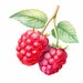Raspberry Fruit Clipart, Raspberries Images, 10 Watercolor Clip Art ...