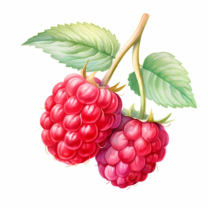 Raspberry Fruit Clipart, Raspberries Images, 10 Watercolor Clip Art ...