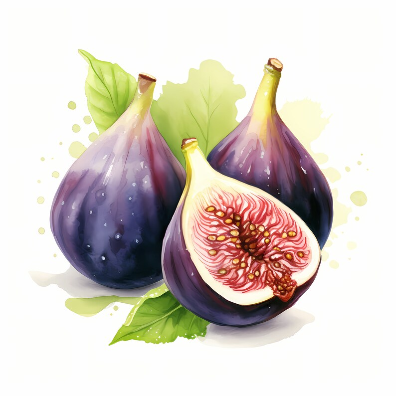 Fig, Fig Fruit, Botanical Fruit Watercolor Clipart Set With 10 JPG ...
