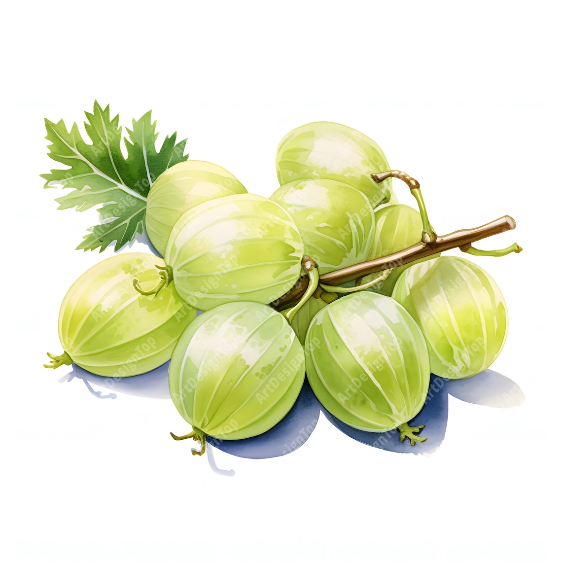 Gooseberry Clipart, Green Gooseberry Berries Images, 10 Watercolor Clip ...