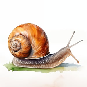 Snail Clipart, Garden Snails Images, 10 Watercolor Clip Art, Printable ...