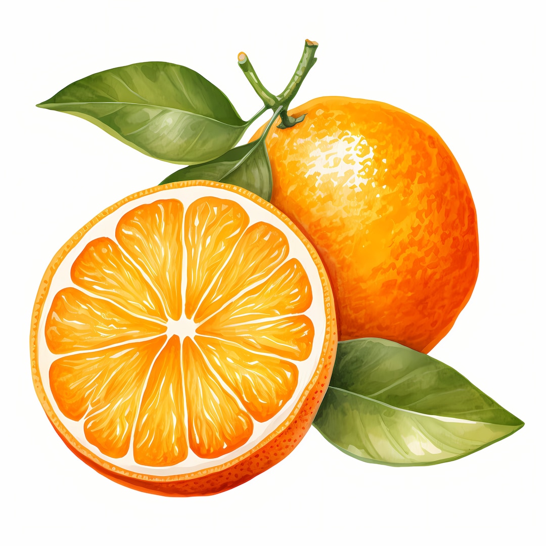 Orange Clipart, Citrus, Summer Fruits Images, 10 Watercolor Clip Art ...