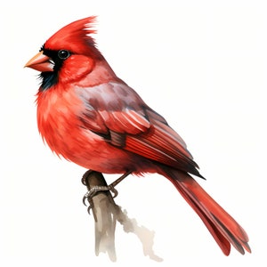 Red Cardinal Clipart, Cardinal Bird Images, 10 Watercolor Clip Art ...