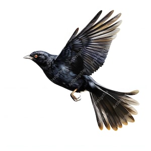 Flying Blackbird Clipart, Black Bird Images, 10 Watercolor Clip Art ...