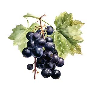 Black Currant Clipart, Blackcurrant Images, 10 Watercolor Clip Art ...