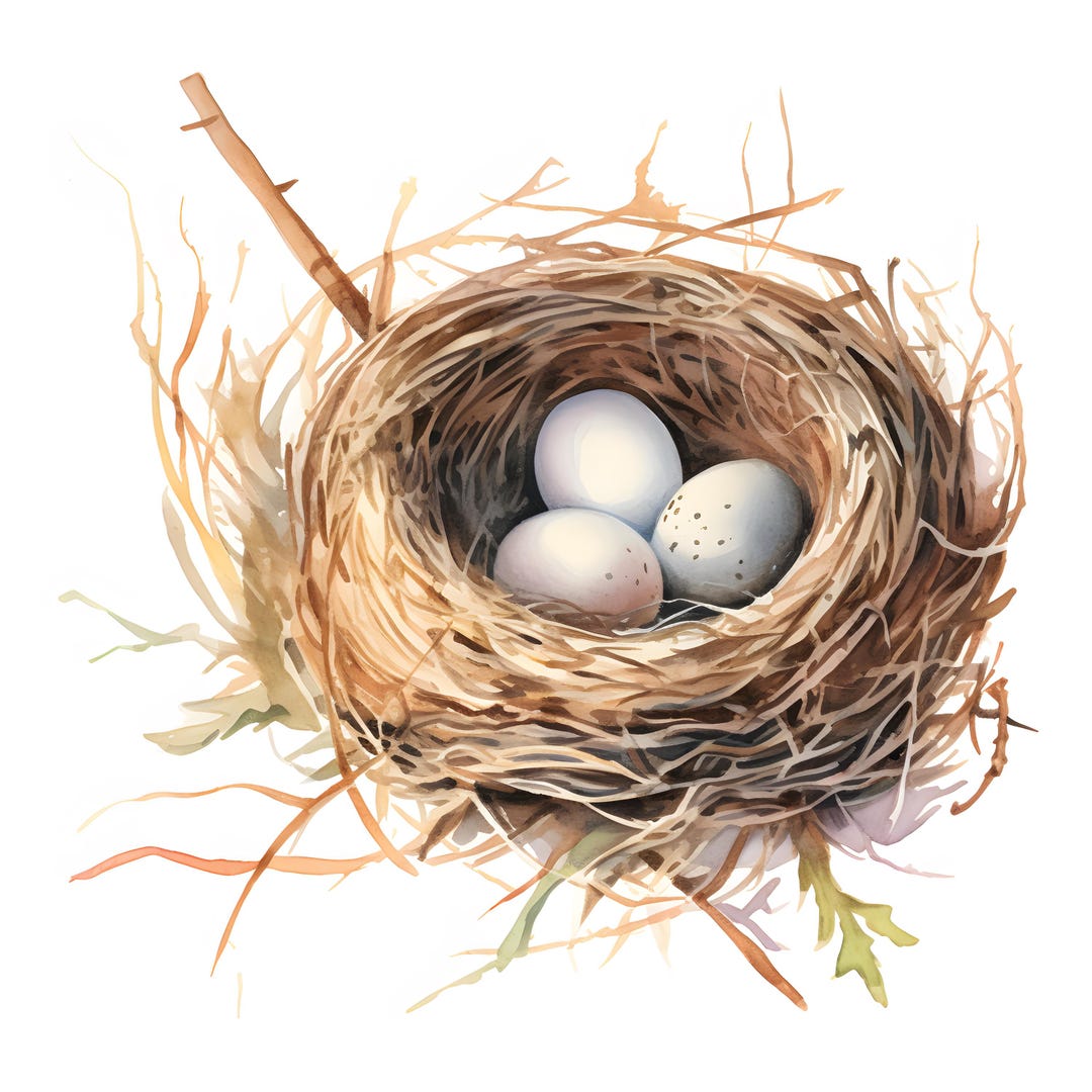 Bird Nest Clipart, Eggs in Nest Images, 10 Watercolor Clip Art ...