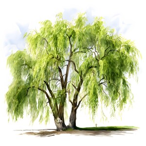 Willow Tree Clipart, Fuzzy Willow Tree Images, 10 Watercolor Clip Art ...