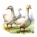 Goose Clipart, Farm Geese Images, 10 Watercolor Clip Art, Printable ...
