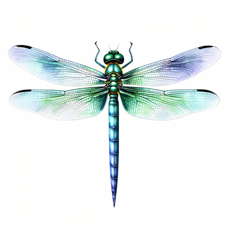 Dragonfly Clip Art - Etsy
