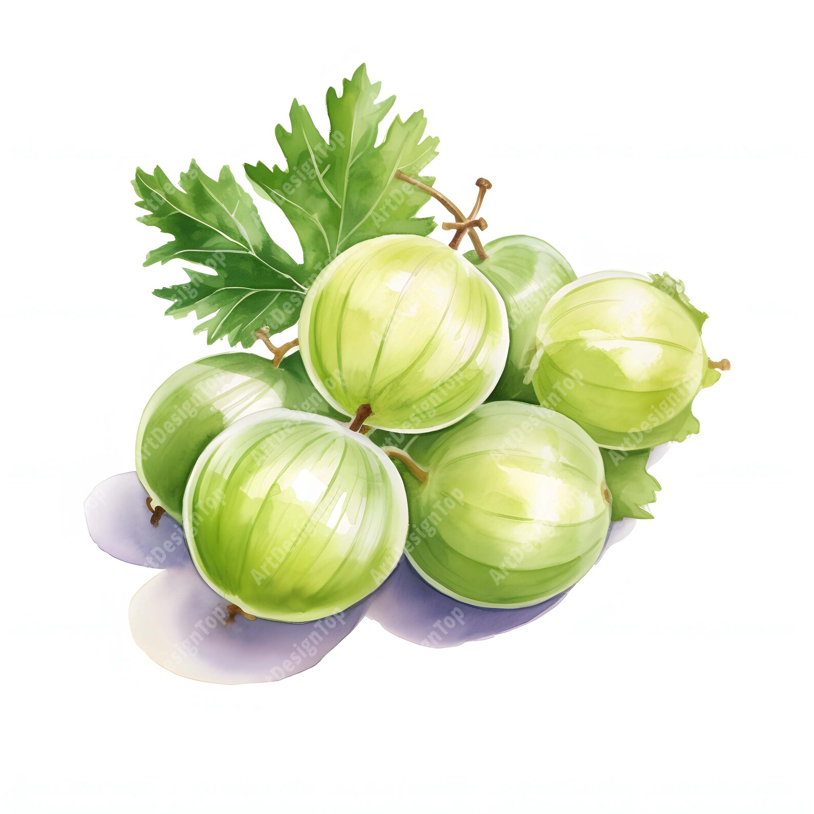 Gooseberry Clipart, Green Gooseberry Berries Images, 10 Watercolor Clip ...