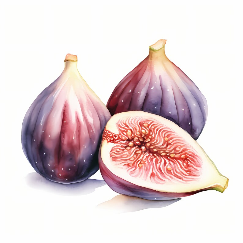 Fig, Fig Fruit, Botanical Fruit Watercolor Clipart Set With 10 JPG ...