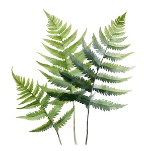 Watercolor Fern Clipart: Forest Greenery Images (digital Download) - Etsy