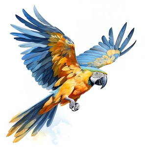 Macaw Clipart, Macaw Parrot Images, 10 Watercolor Clip Art, Printable ...