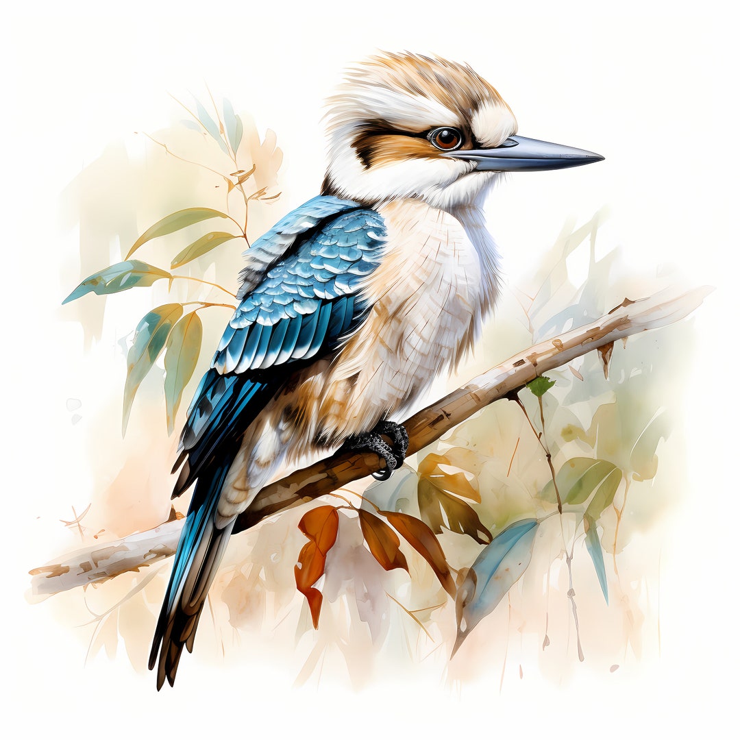 Kookaburra Clipart, Australian Bird Images, 10 Watercolor Clip Art ...