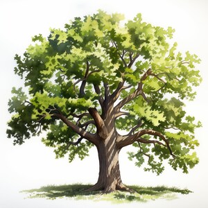 Oak Clipart, Oak Tree Images, 10 Watercolor Clip Art, Printable Jpgs ...