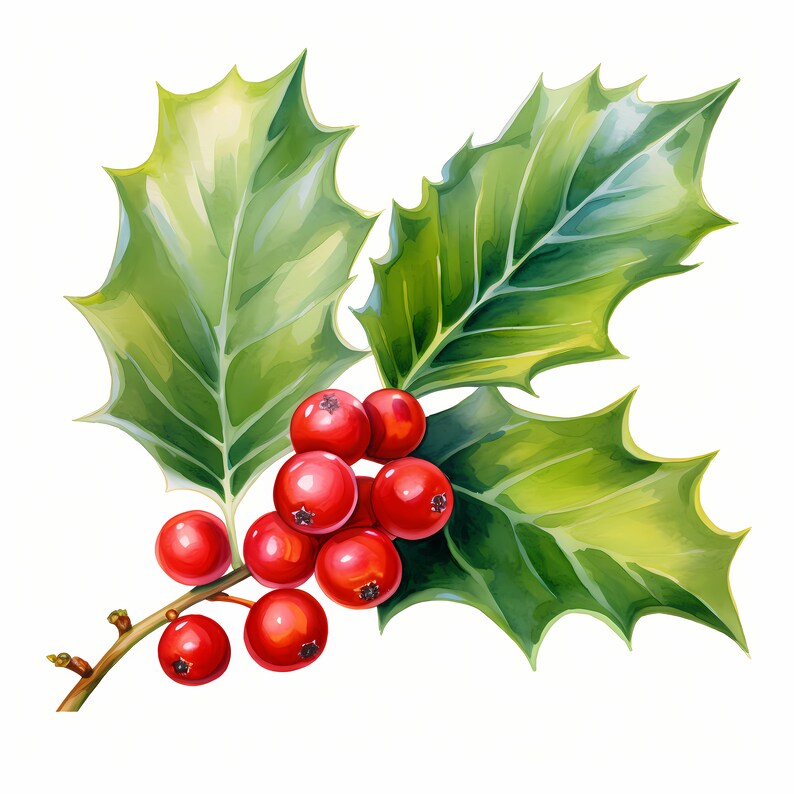 Watercolor Holly Berries Clipart: Christmas Images (jpgs, Instant ...