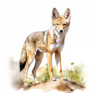 Jackal Clipart, Jackal Images, 10 Watercolor Clip Art, Printable Jpgs, Instant Download ...