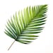 Palm Beach Leaf Clipart, Tropical Leaf Images, 10 Watercolor Clip Art ...