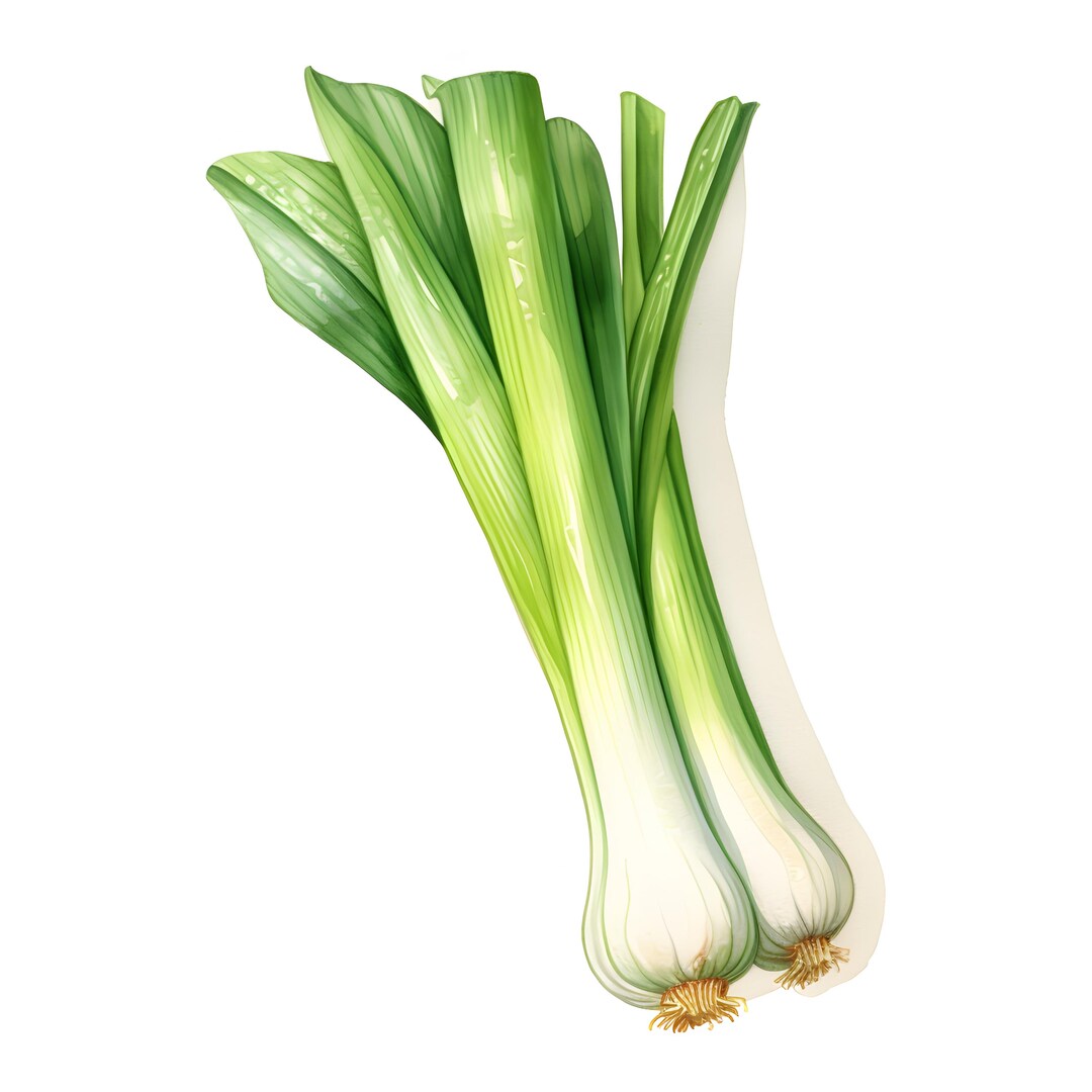 Leek Clipart, Garden Leek Images, 10 Watercolor Clip Art, Printable ...