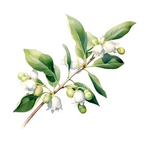 Mistletoe Clipart, Christmas Mistletoe Images, 10 Watercolor Clip Art ...