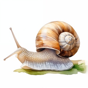 Snail Clipart, Garden Snails Images, 10 Watercolor Clip Art, Printable ...