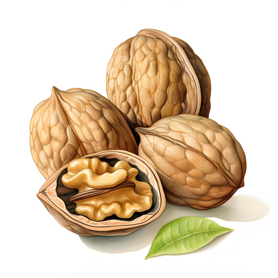 Watercolor Walnut Clipart: Printable Nuts Images (jpgs) - Etsy