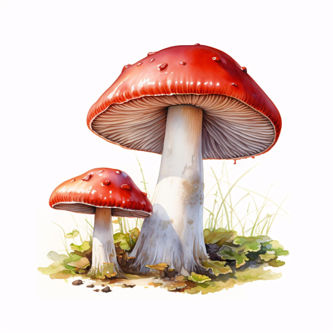 Mushroom Clipart, Forest Fungi Images, 10 Watercolor Clip Art ...