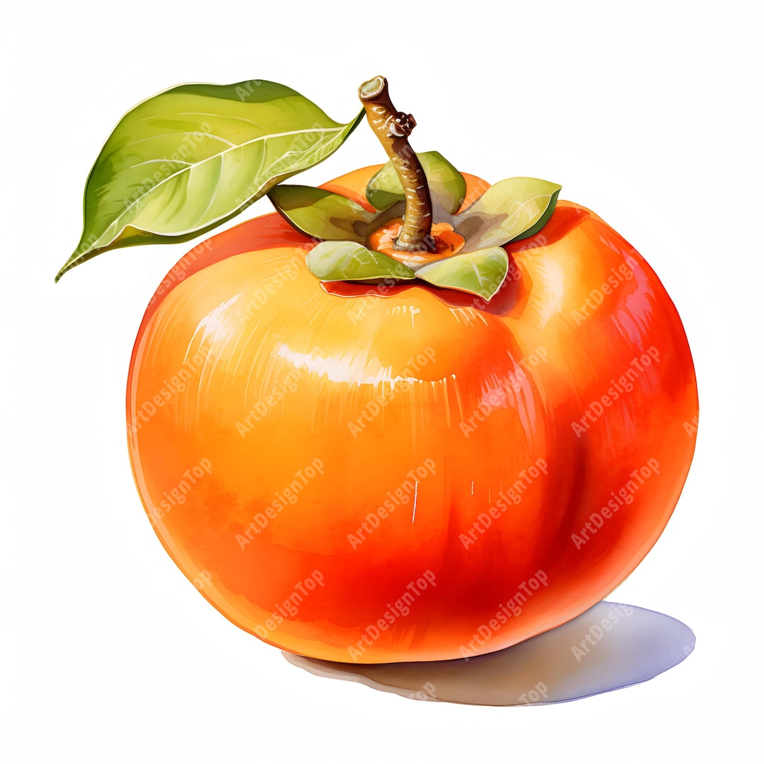 Persimmon Clipart, Persimmon Fruit Images, 10 Watercolor Clip Art ...
