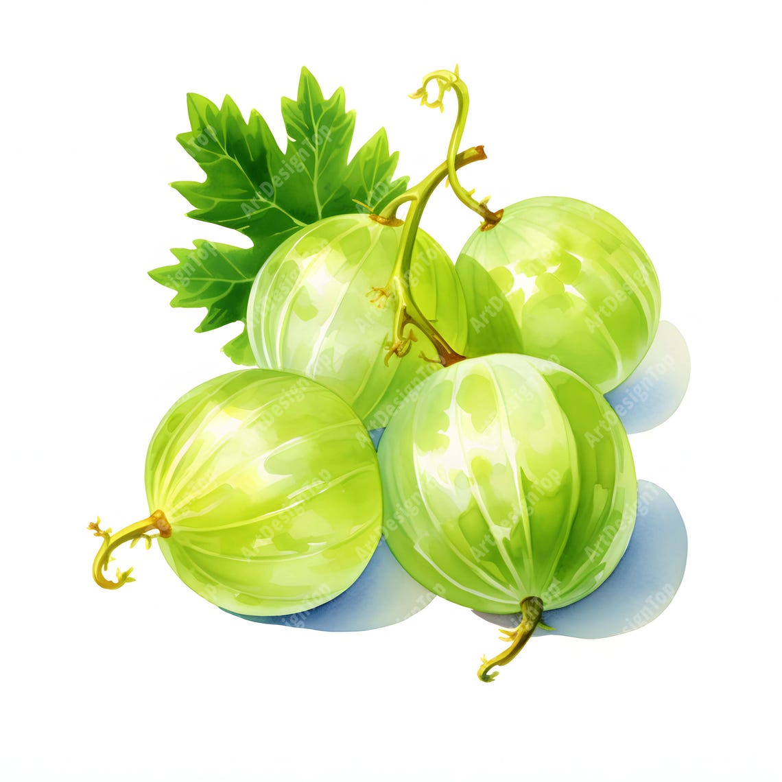 Gooseberry Clipart, Green Gooseberry Berries Images, 10 Watercolor Clip ...