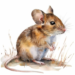 Field Mouse Clipart, Cute Mouse Images, 10 Watercolor Clip Art ...