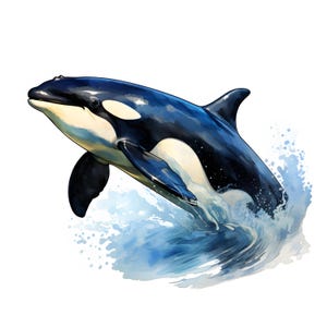 Killer Whale Clipart, Orca Images, 10 Watercolor Clip Art, Printable ...