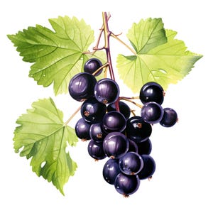 Blackcurrant Clipart, Black Currant Images, 10 Watercolor Clip Art ...