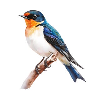 Swallow Clipart, Flying Swallow Bird Images, 10 Watercolor Clip Art ...