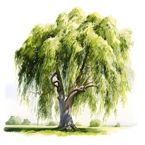 Willow Tree Clipart, Fuzzy Willow Tree Images, 10 Watercolor Clip Art ...