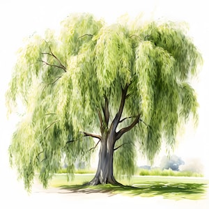 Willow Tree Clipart, Fuzzy Willow Tree Images, 10 Watercolor Clip Art ...
