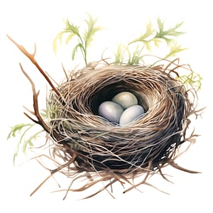 Bird Nest Clipart, Eggs in Nest Images, 10 Watercolor Clip Art ...