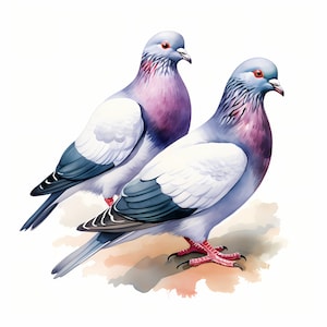 Pigeons Clipart, Doves, Street Birds Images, 10 Watercolor Clip Art ...