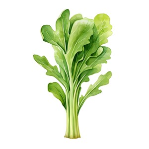 Arugula Clipart, Arugula Vegetables Images, 10 Watercolor Clip Art ...