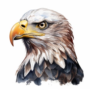 Watercolor Bald Eagle Clipart: Printable JPG Images (commercial Use) - Etsy