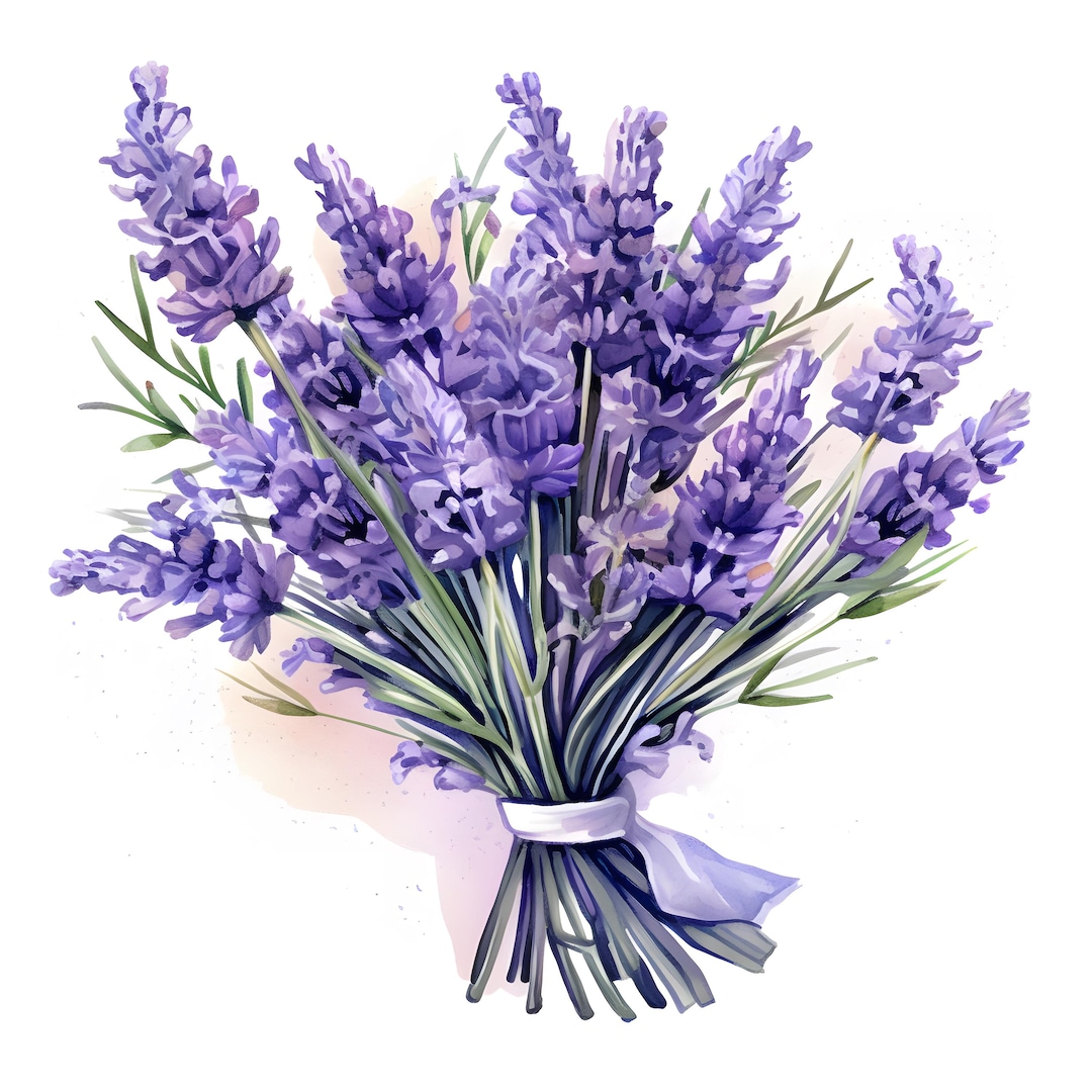 Lavender Bouquet Clipart, Bouquet of Lavender Images, 10 Watercolor ...