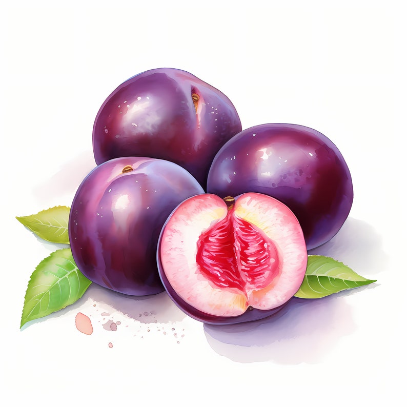 Plums Clipart, Purple Fruits Images, 10 Watercolor Clip Art, Printable ...