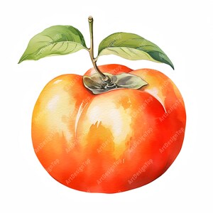Persimmon Clipart, Persimmon Fruit Images, 10 Watercolor Clip Art ...