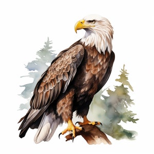 Watercolor Bald Eagle Clipart: Printable JPG Images (commercial Use) - Etsy